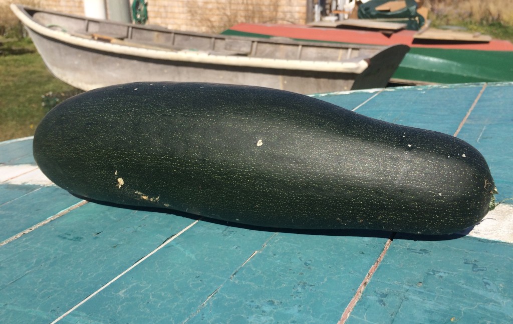 6 Recipes for Whale Zucchinis | Monhegan-Wellness